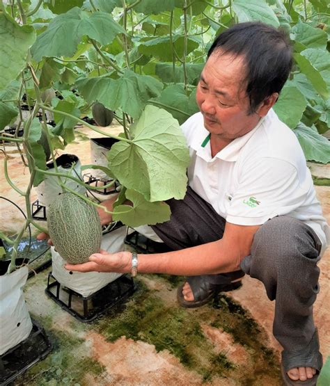 Hiệu quả mô hình trồng dưa lưới công nghệ tưới nhỏ giọt Báo Đắk Lắk