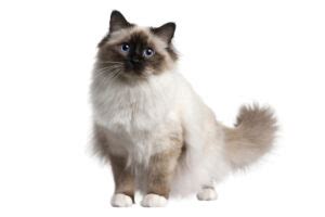 Freche Lustige Und S E Kaninchen Und Hasen Spr Che