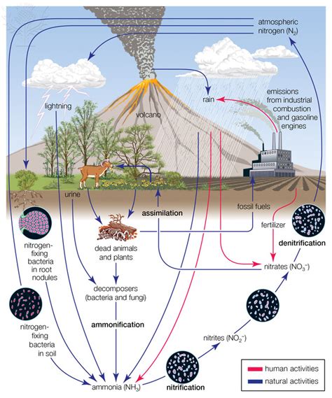 Science Cycles Of Matter Part 1 Diagram Quizlet