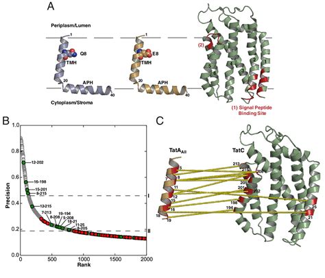Assembling The Tat Protein Translocase Elife