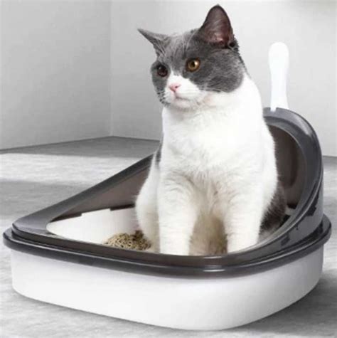 Los MEJORES ARENEROS Para Gatos Tipos Y Recomendaciones Atelier Yuwa