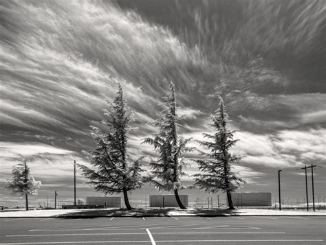 Fotos gratis árbol nieve invierno nube en blanco y negro cielo
