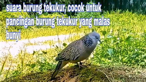 Suara Burung Tekukur Cocok Untuk Pancingan Burung Tekukur Yang Malas