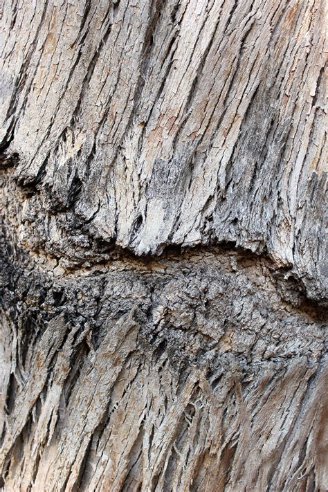Free Images Nature Rock Branch Texture Leaf Old Formation Soil