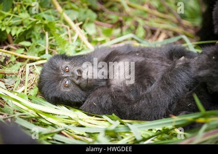 Berggorillas Gorilla Berengei Berengei Trekking Im Volcanoes