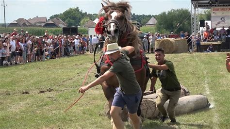 Concurs Cu Cai De Tractiune Proba De Simplu Madaras Satu Mare Iulie