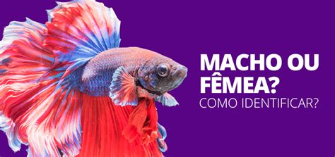Peixe Betta Macho ou fêmea Como identificar Nutricon
