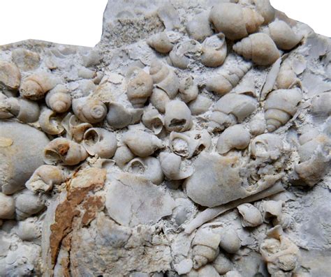 Gastropods And Scaphopods Muschelkalk Museum