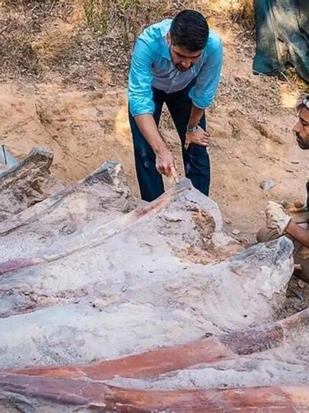 Fóssil de dinossauro é achado em quintal de casa em Portugal