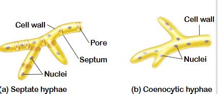Autumn Term Week 8 Fungi Flashcards Quizlet
