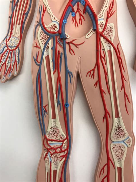 Lower Extremity Veins Diagram Quizlet