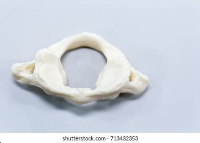 Vertebral Column Known Backbone Spine Part Stock Photo 713432353
