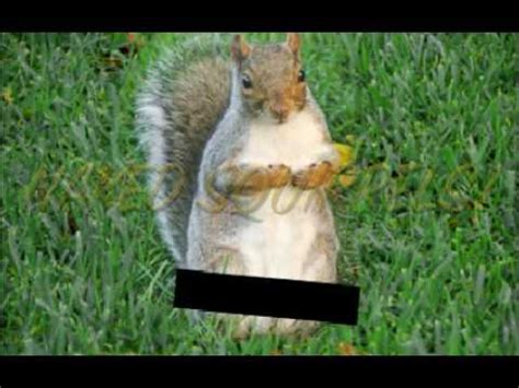 Squirrel Underpants Protect The World From Nude Squirrels Youtube