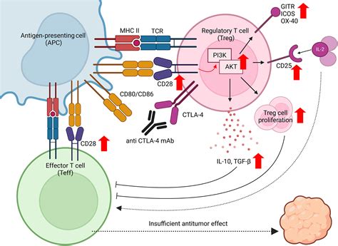 Activated CTLA4independent Immunosuppression Of Treg Cells Disturbs