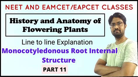 Monocotyledonous Root Internal Structure Anatomy Of Flowering Plants