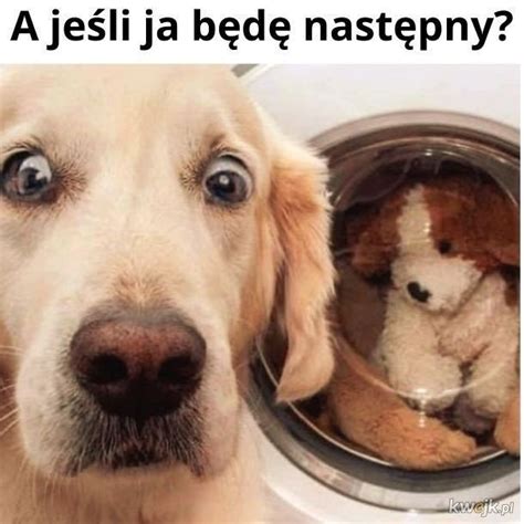 Naj Mieszniejsze Memy O Kotach I Psach Team Kot Kontra Team Pies