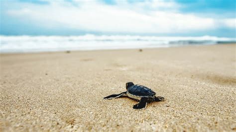 100 Sea Turtle Wallpapers Wallpapers