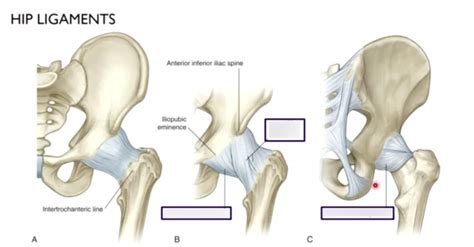 Hip Ligaments Diagram Quizlet