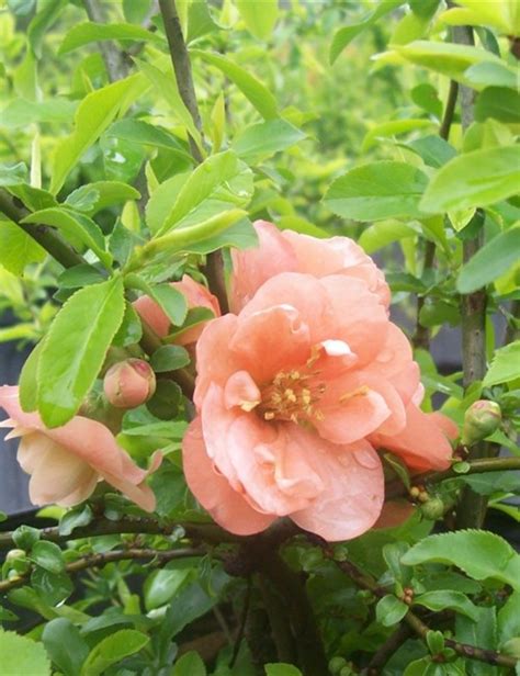 Item Details Tinga Nursery Inc