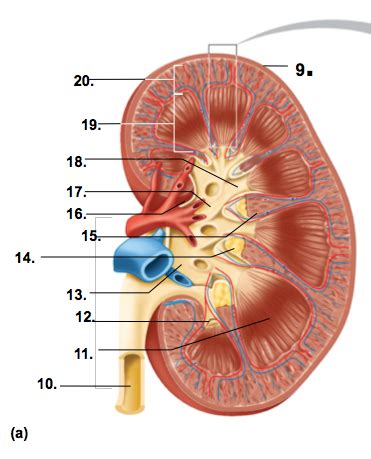 Urinary System Anatomy Flashcards Quizlet