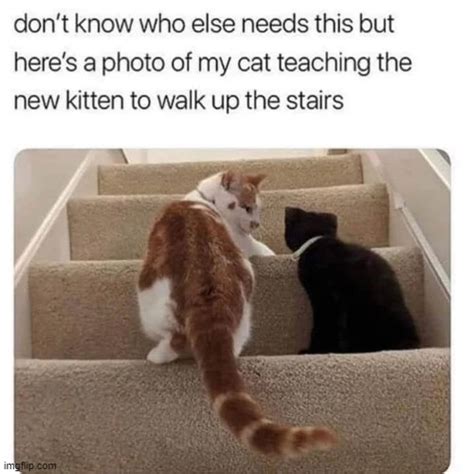 Image Tagged In Wholesome Memes Funny Imgflip