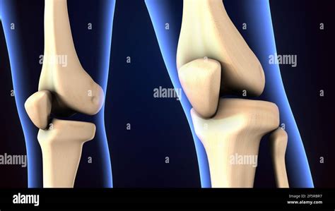 Illustration 3d De L Anatomie De L Articulation Du Genou Du Squelette