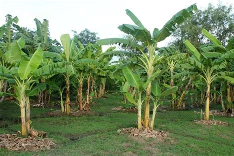 Banana Tree Fertilizer Tips For Biggest Yields Sumo Gardener