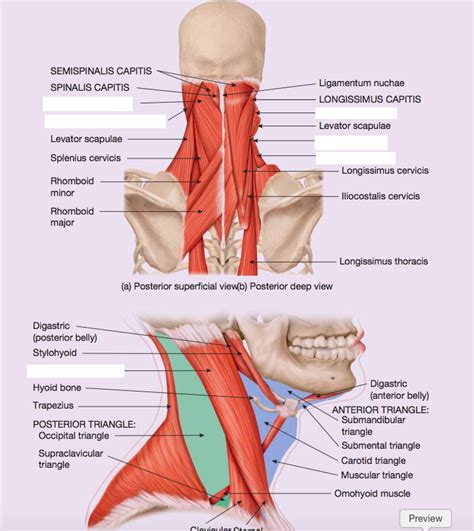Sb Sem Week Muscles That Move Head And Neck Label Diagram Quizlet