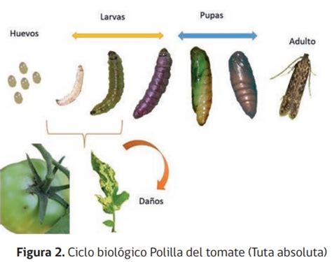 Manejo Integrado De Plagas Mip En Hortalizas Portalfruticola