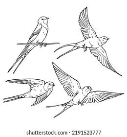 Set Hummingbirds Sketch Pencil Drawing By Stock Vector Royalty Free