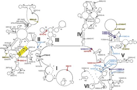 PDF The Presence Of Highly Disruptive 16S RRNA Mutations In Clinical