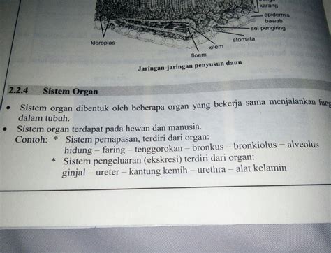 Detail Contoh Jaringan Pada Manusia Koleksi Nomer