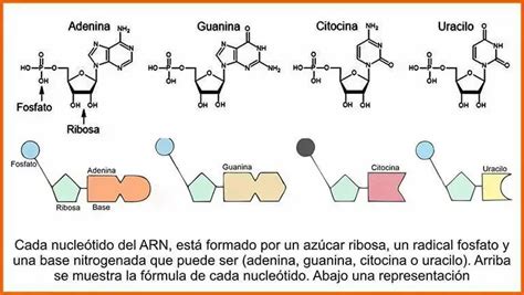 Estructura Y Funci N Del Arn Transcripci N Y Traducci N