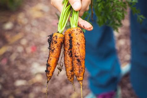 How To Harvest And Store Carrots From Your Garden Dengarden