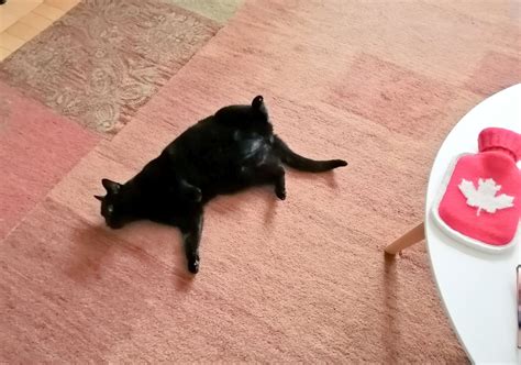 CatDisapprovesOfYou On Twitter Happy Nude Year