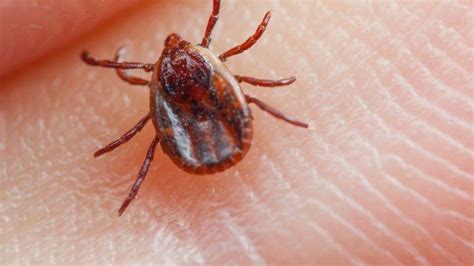 Saiba quais são os casos suspeitos e confirmados de febre maculosa em