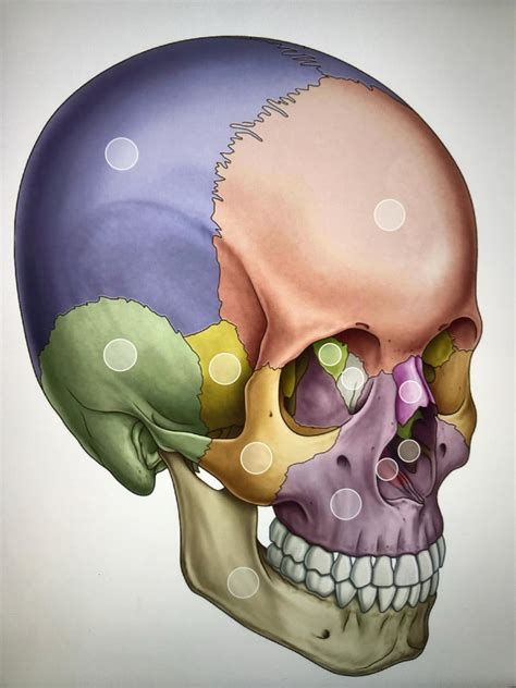 Bones Of The Skull Sutures Diagram Quizlet