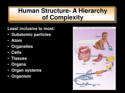 hierarchy of complexity anatomy
