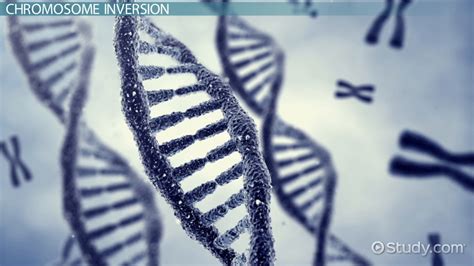 Inversion Mutations Causes Effects Video Lesson Transcript