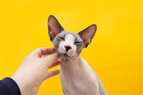 Is That Cat Naked Fear Free Happy Homes