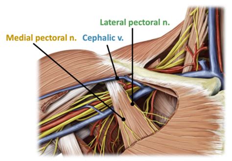 Pectoral Axilla And Brachium Flashcards Quizlet