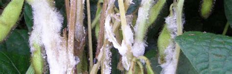 Mofo Branco Nas Plantas O Que E Como Identificar Agro Bayer Agro