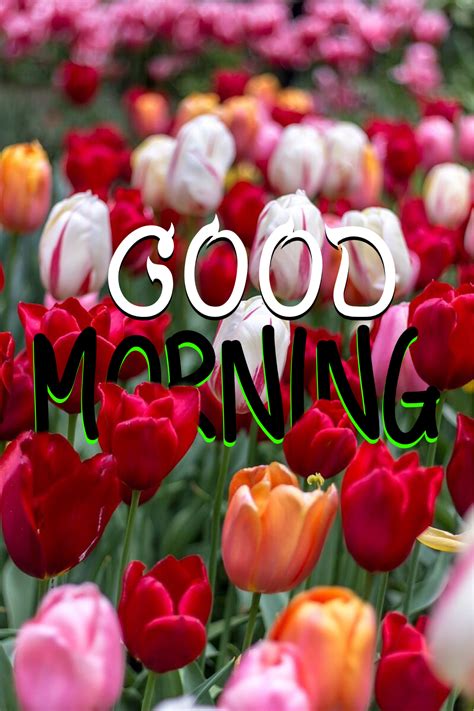 The Words Good Morning Are Surrounded By Many Colorful Tulips And Pink