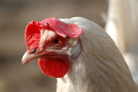 Las Razas De Gallina Que Ponen Mas Huevos Gevdin