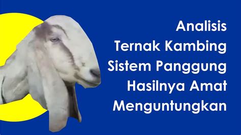 Analisis Ternak Kambing Sistem Kandang Panggung Amat Menguntungkan
