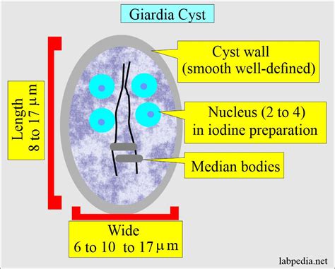 Giardia Lamblia Life Cycle