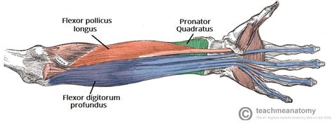 Diagram Of Muscles Of The Anterior Forearm Deep Quizlet