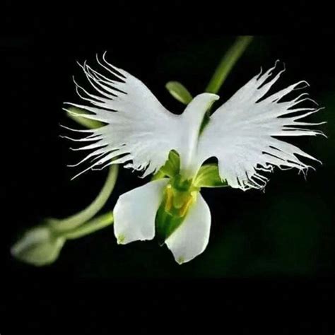 White Egret Orchid Habenaria Radiata Flower Seeds Aktuelle Trends
