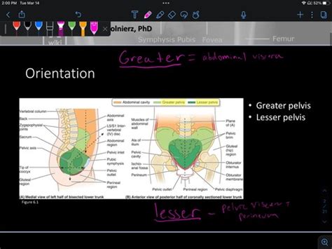 Pelvic Osteology And Arthrology Flashcards Quizlet