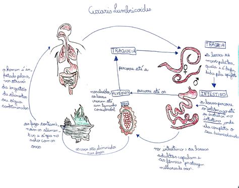 Ascaris Lumbricoides Mapa Conceptual Shibaswap Porn Sex Picture